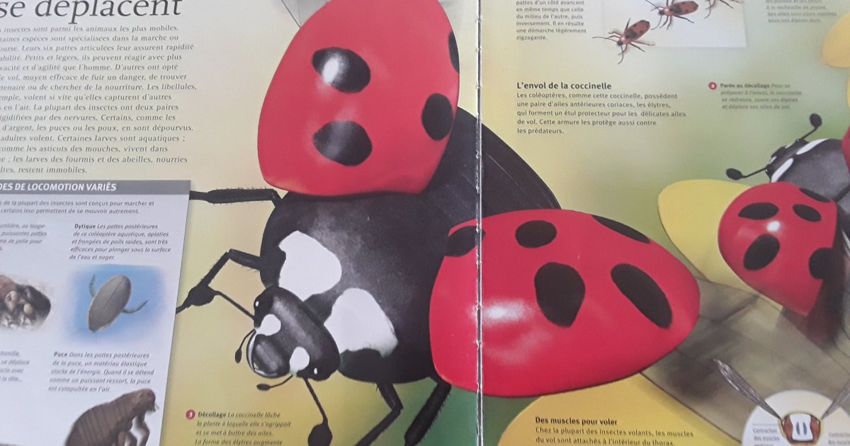 Coccinelle - LITTERNATURE
