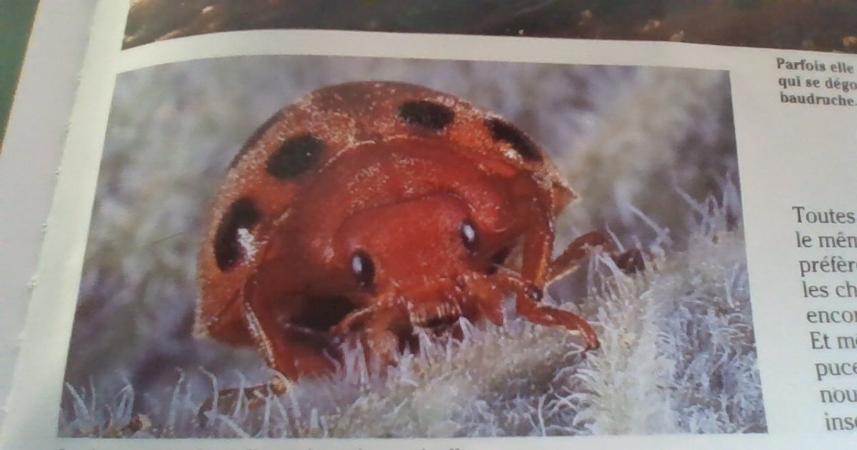 coccinelle phytophage - LITTERNATURE