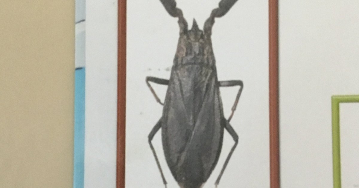 Insectes - LITTERNATURE