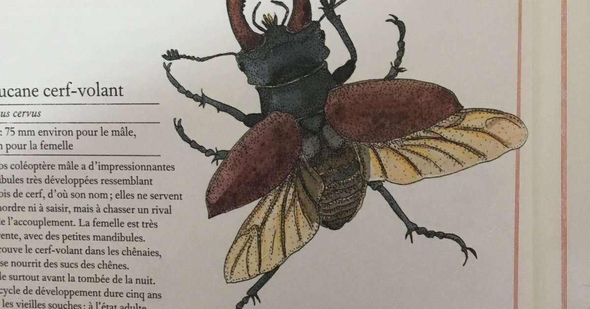 Insectes - LITTERNATURE