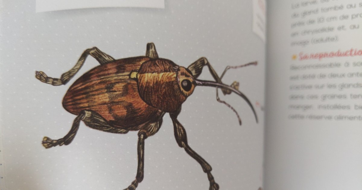 Le balanin du chêne - LITTERNATURE