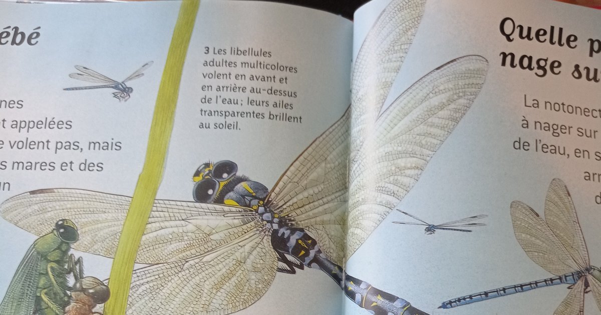 Libellule - LITTERNATURE