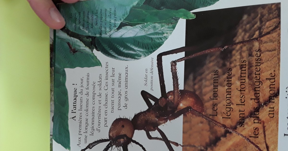 Fourmi légionnaire - LITTERNATURE