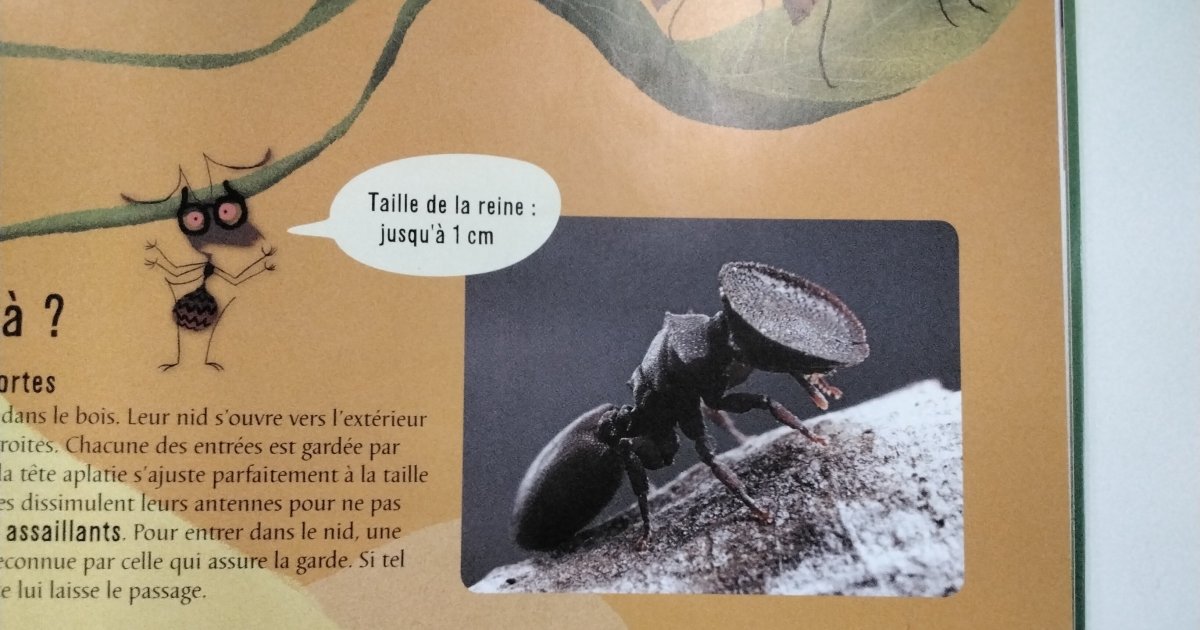 Fourmis porte - LITTERNATURE