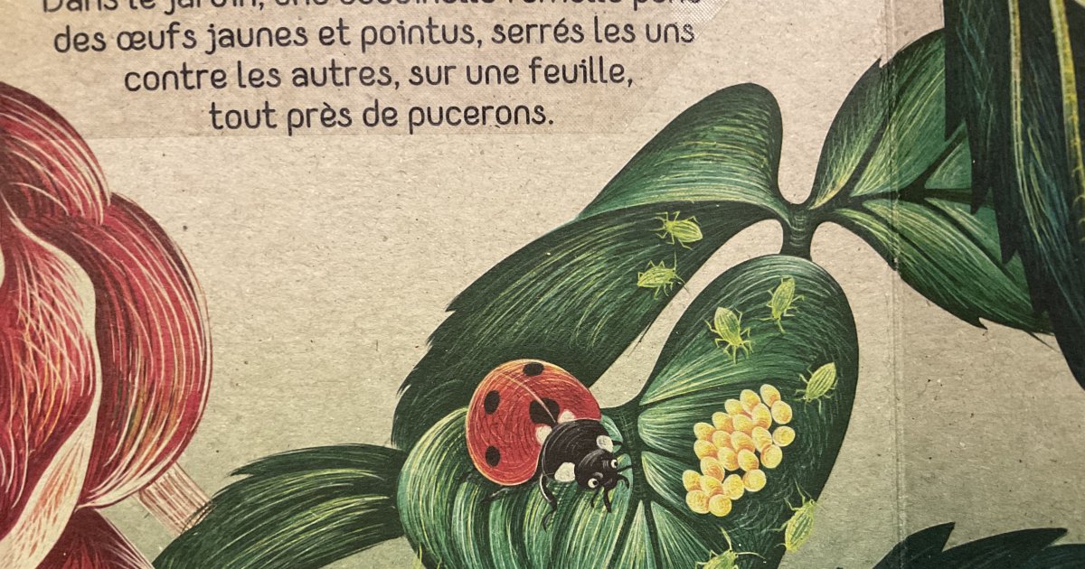 Coccinelle - LITTERNATURE