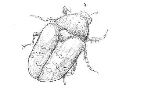 Cétoine dorée - LITTERNATURE