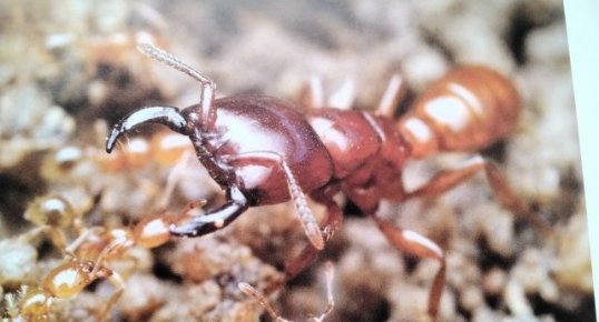 Le monde fascinant des fourmis - LITTERNATURE